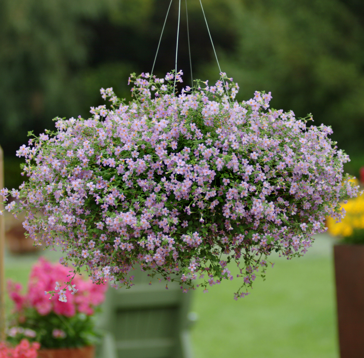 Sävar fröplant - Bacopa Snöflinga "Blutopia" F1 5 frö