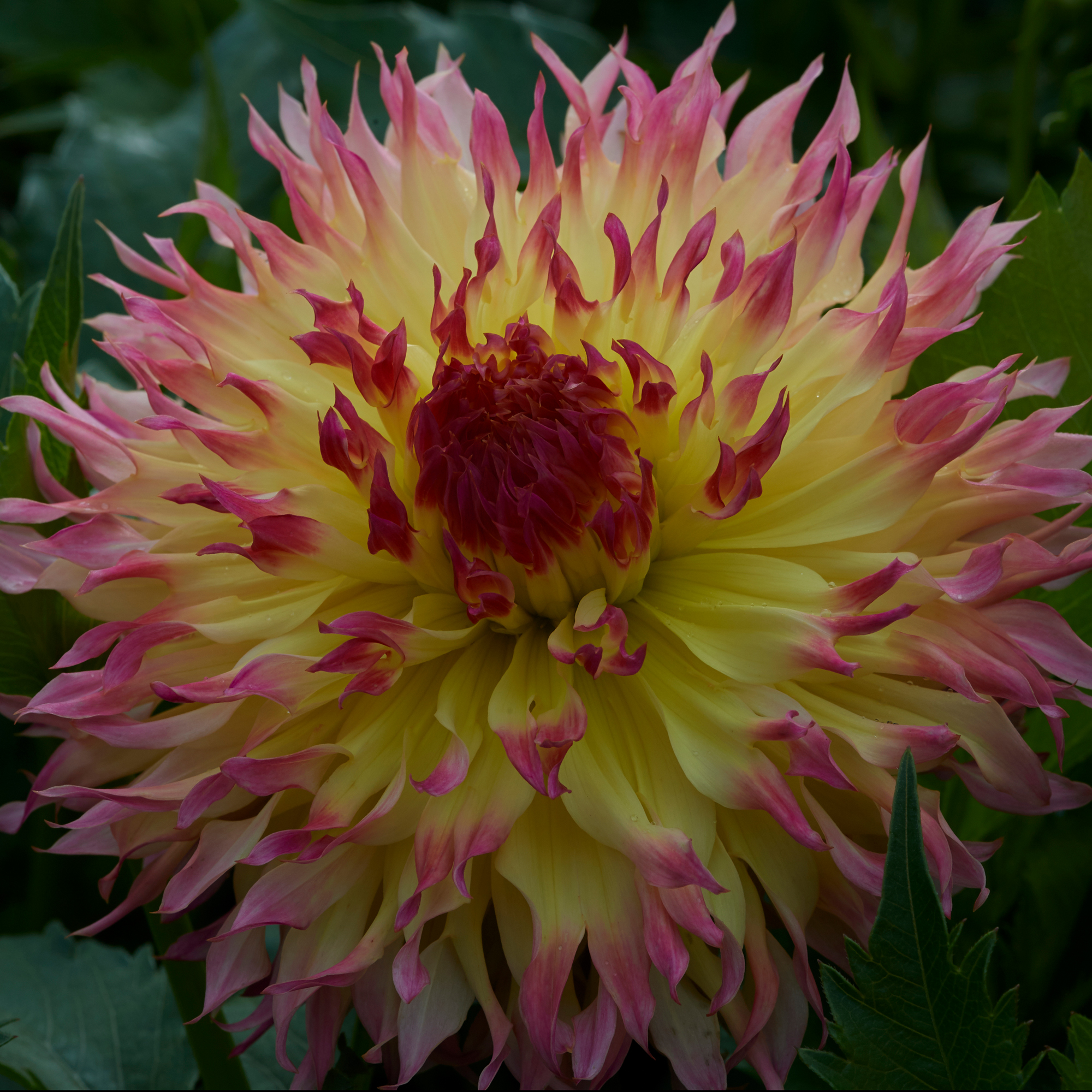 Sävar fröplant - Dahlia Hapet Perfect "Kaktusblommande"