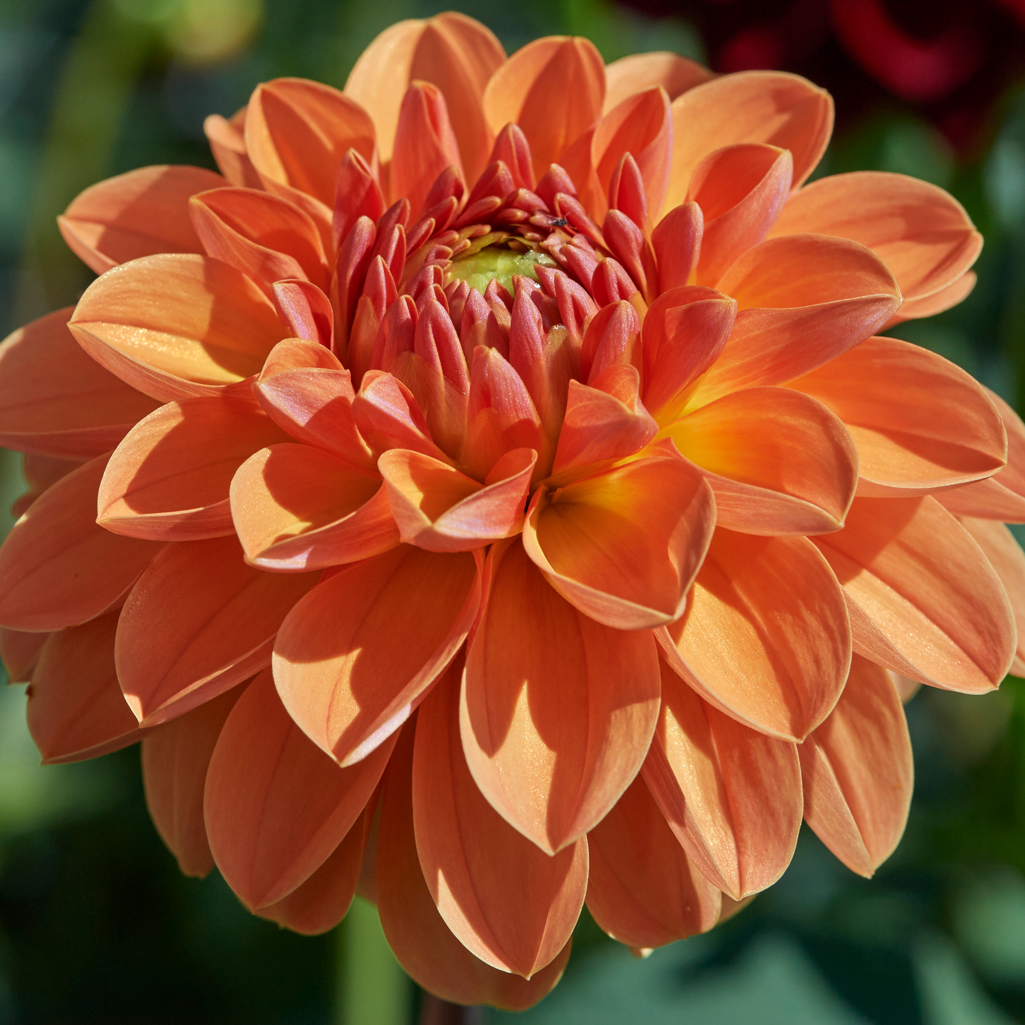 Sävar fröplant - Dahlia Chicken Legs Hapet Delight