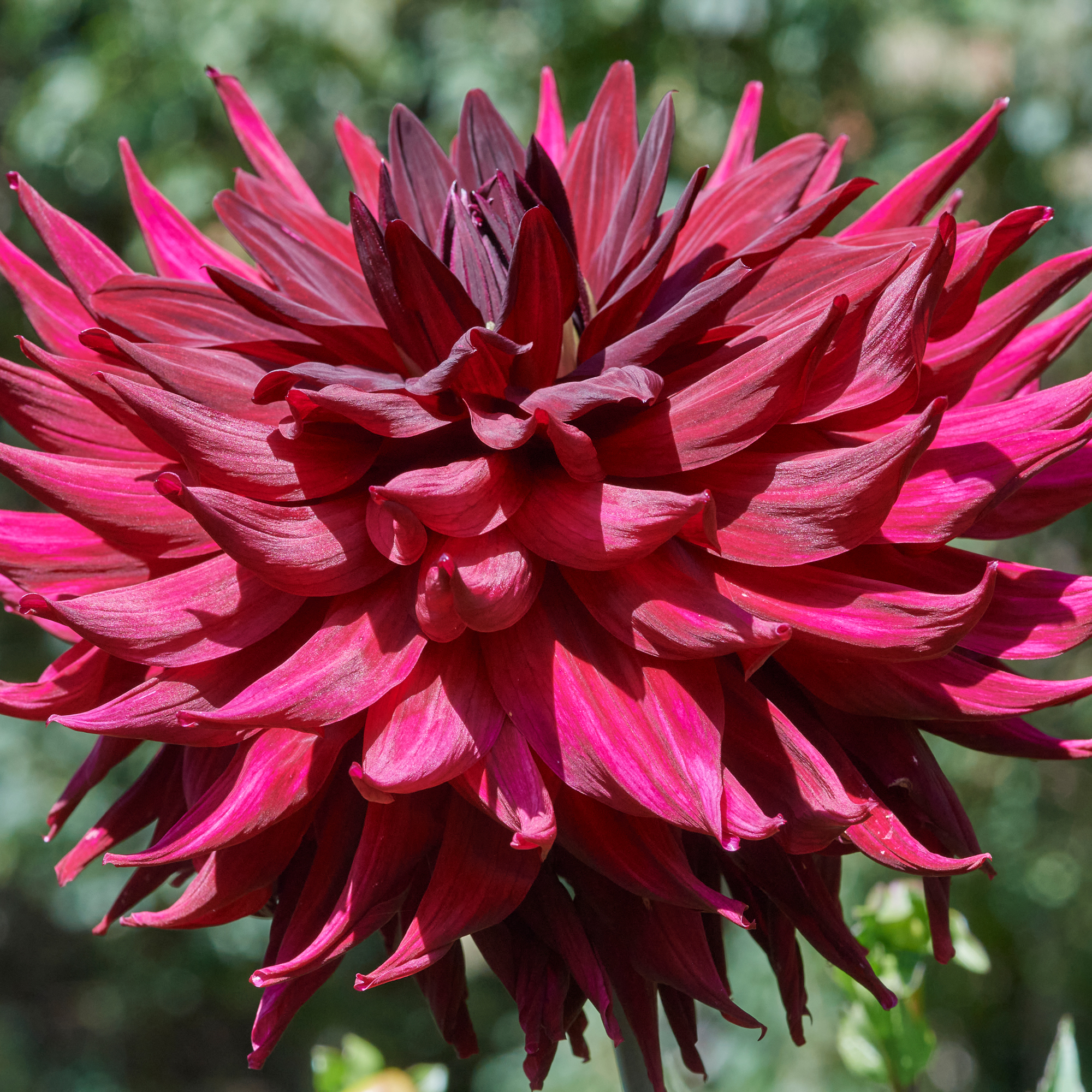 Sävar fröplant - Dahlia Chicken Legs Hapet Merlot "Jätte Halvkaktus ...