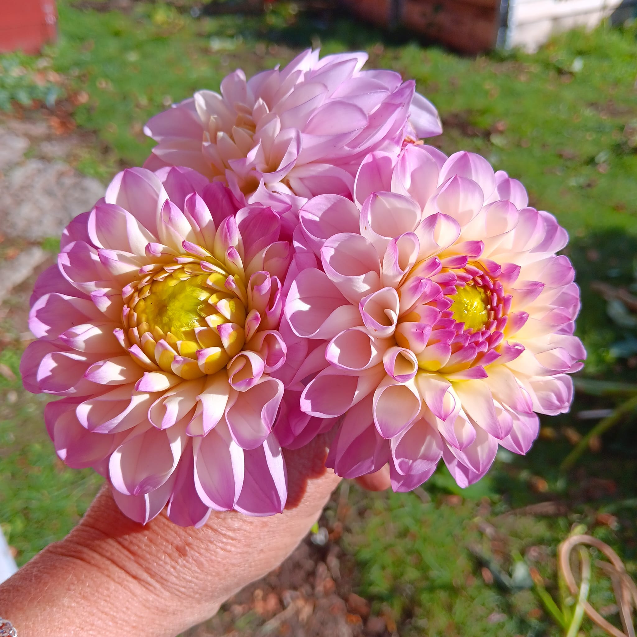 Sävar fröplant - Dahlia Chicken legs Hapet Angelique