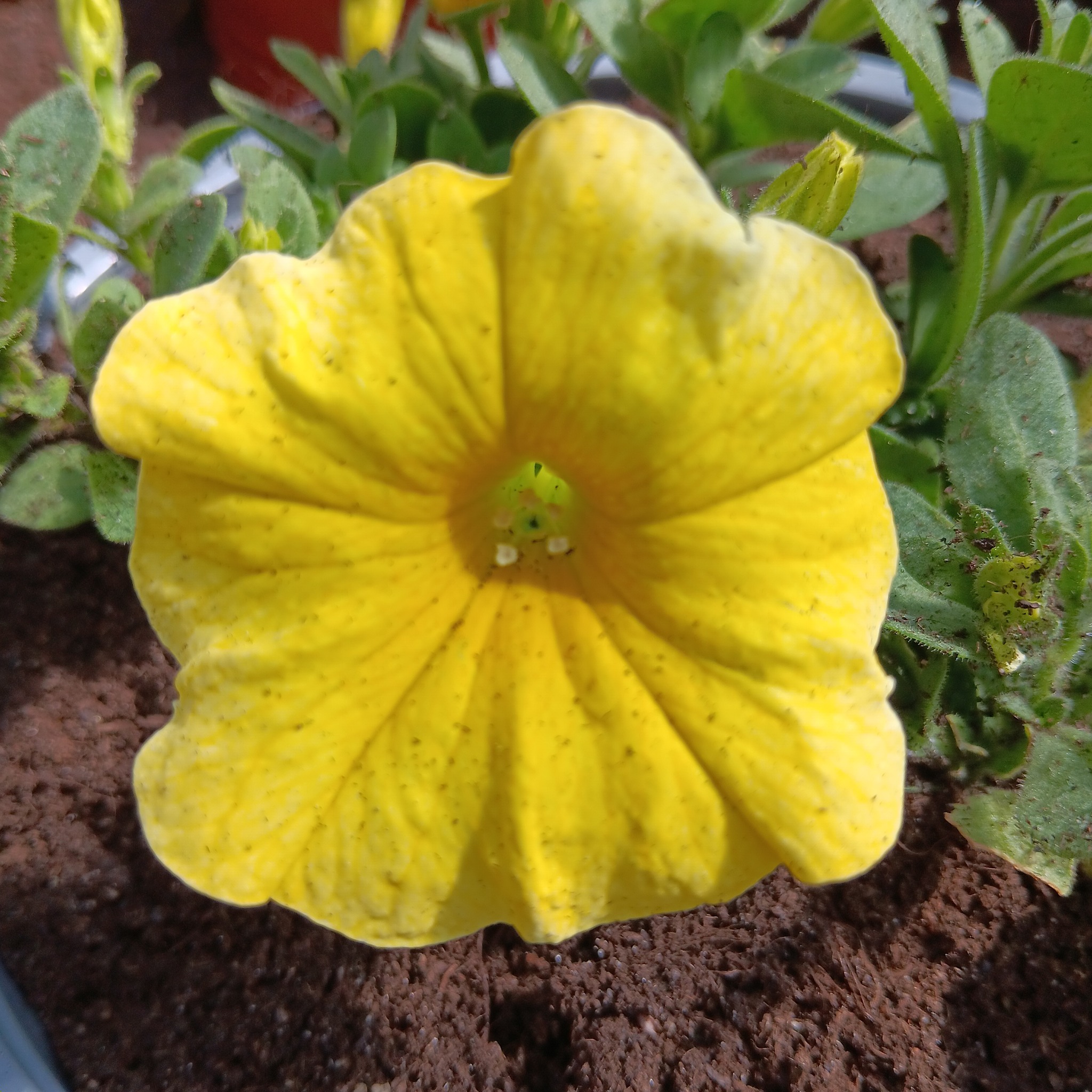 Sävar fröplant - Petunia F1 Million Bells Petchoa " Caliburst Yellow" 5 ...