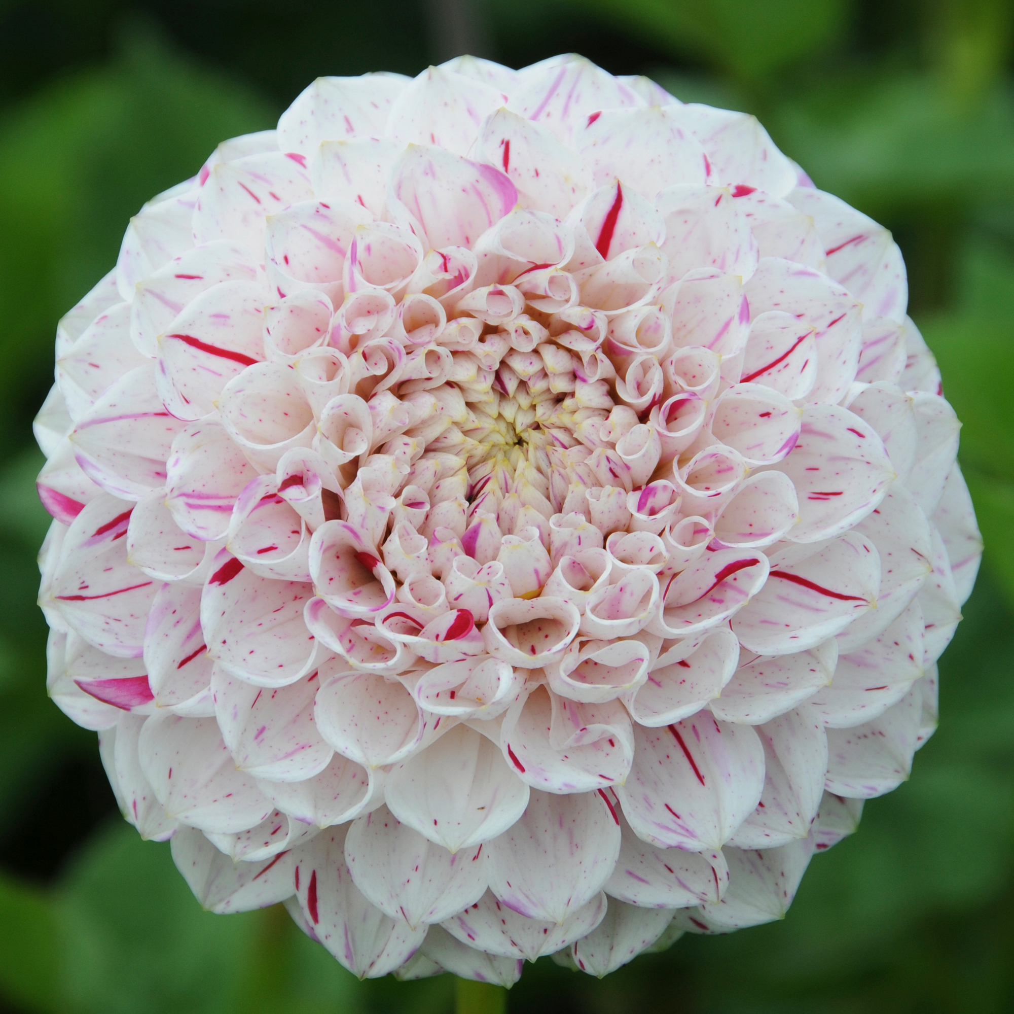 Sävar fröplant - Dahlia Chicken Legs Hapet Menthos "Bolldahlia"
