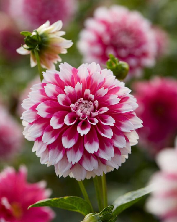 Sävar fröplant - Dahlia knöl Fuzzy Wuzzy ,Nyhet 2026! 3-pack