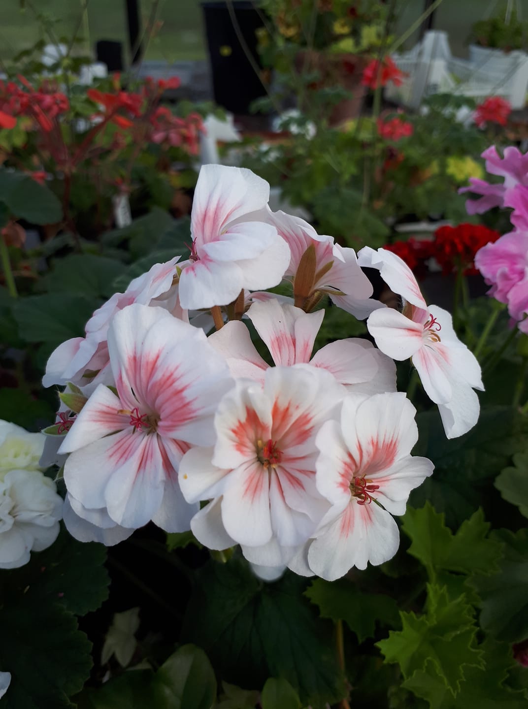 Sävar fröplant - Pelargon stickling Zonartic Lovely Vera