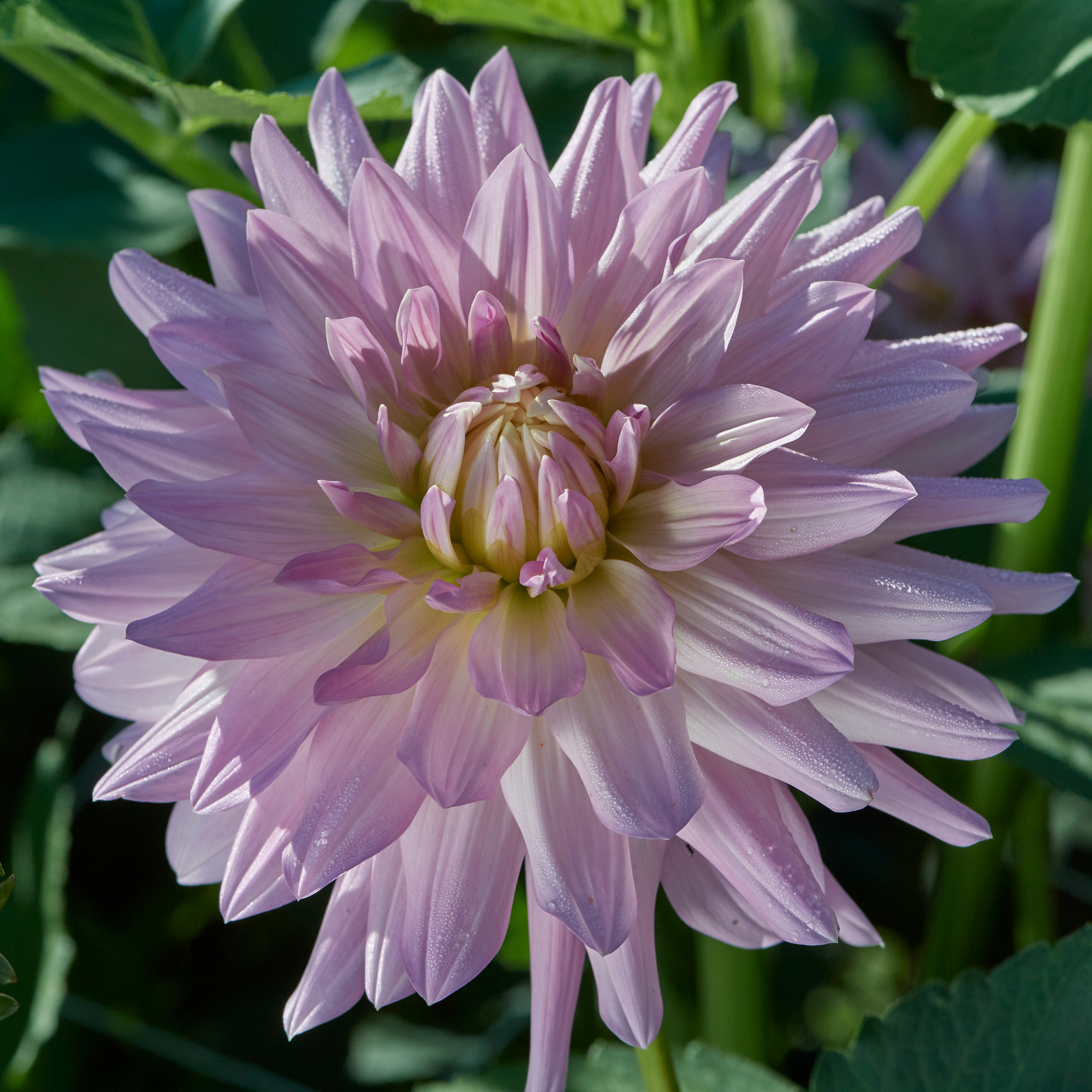 Sävar fröplant - Dahlia Rotad Stickling Hapet Pearl Touch "Jätte ...