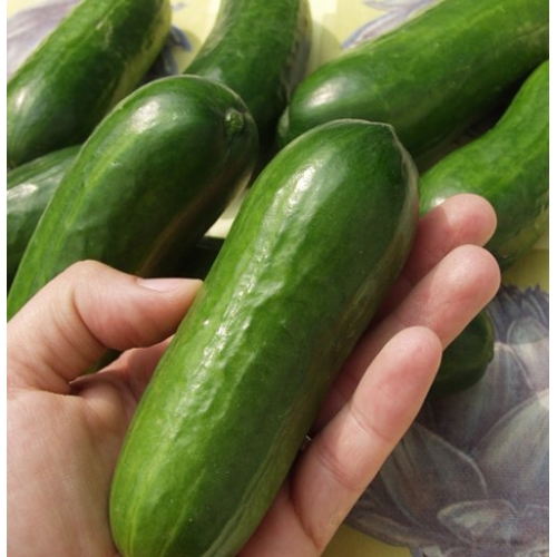 Sävar fröplant - Gurka Mini Greenwood 4 frö