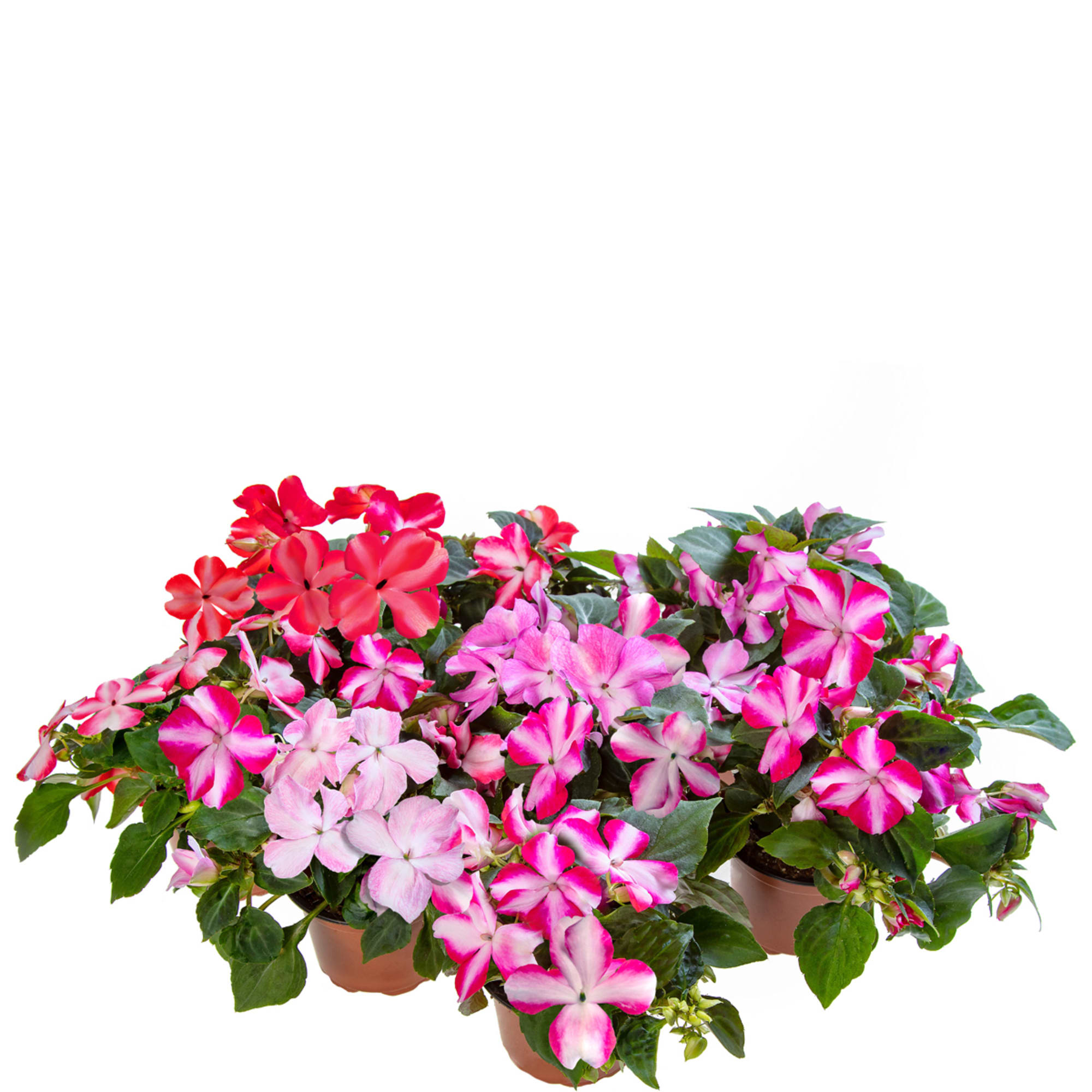 Sävar fröplant - Flitiga Lisa Imara Star Combi 10 frön