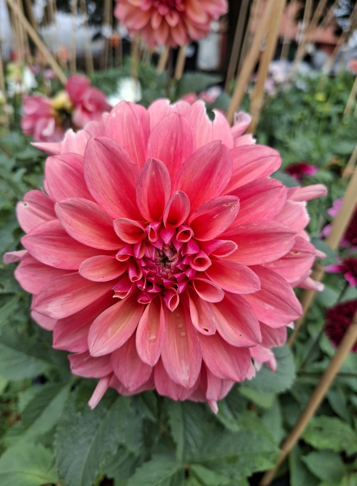 Sävar fröplant - Dahlia Chicken Legs Scaur Swinton, Endast 1 per person
