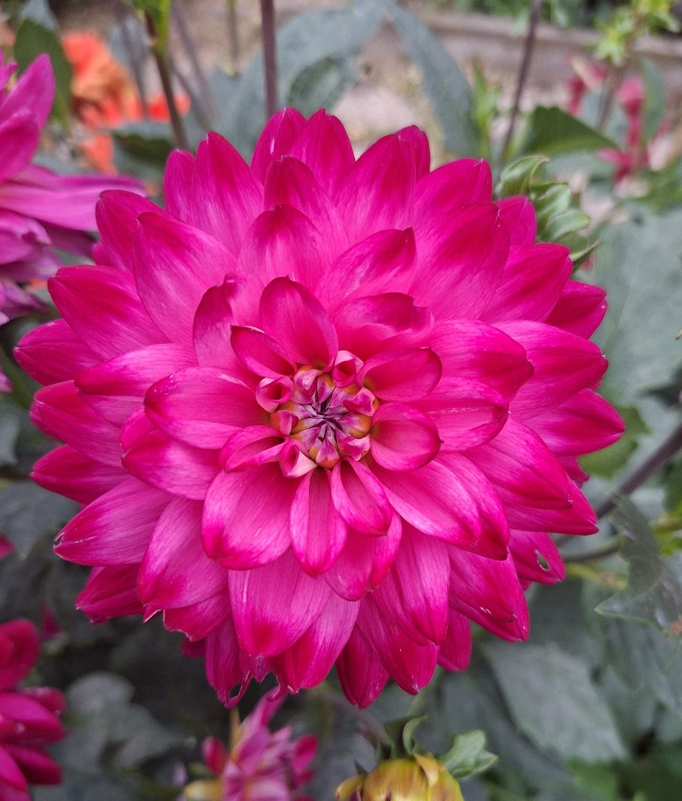 Sävar fröplant - Dahlia Chicken Legs Hapet Neon Ami