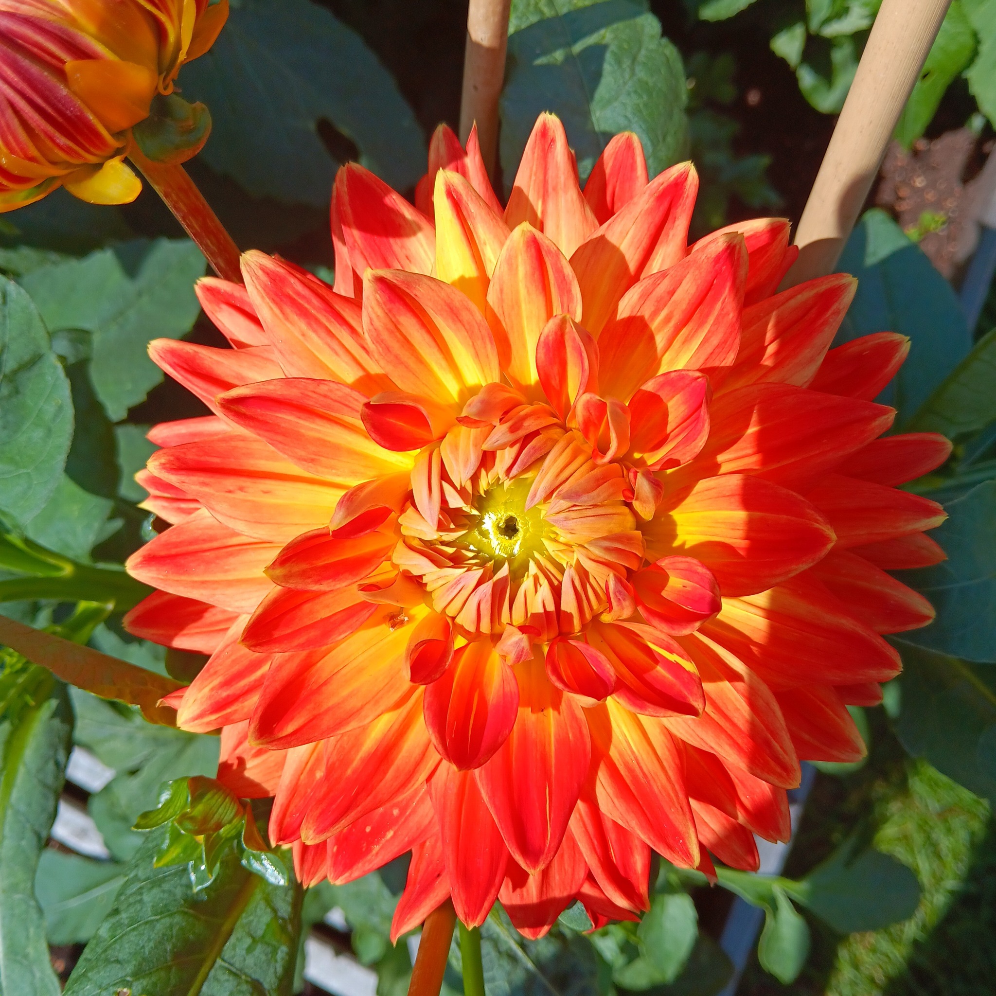 Sävar fröplant - Dahlia Chicken Legs Hapet Bonfire