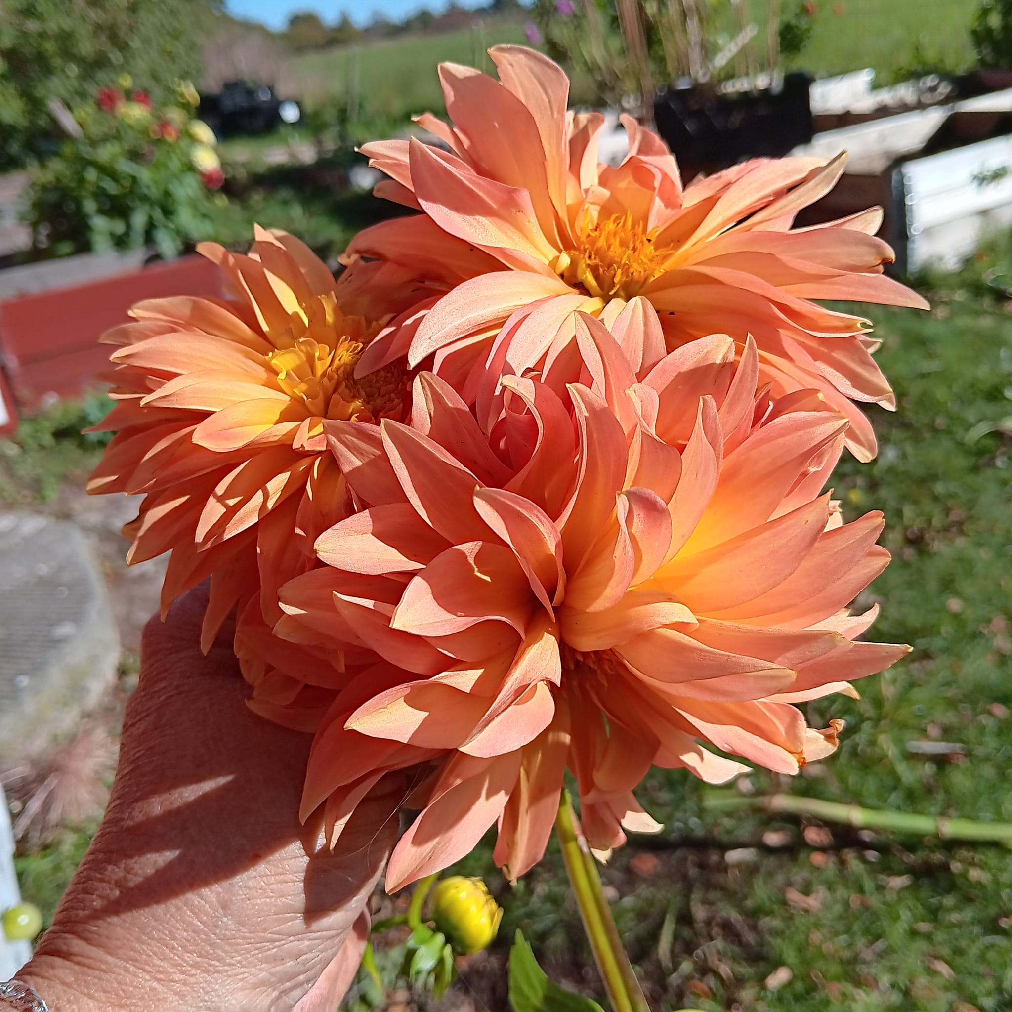 Sävar fröplant - Dahlia Chicken legs Hapet Aparto"Dekorativ " Odlad i ...