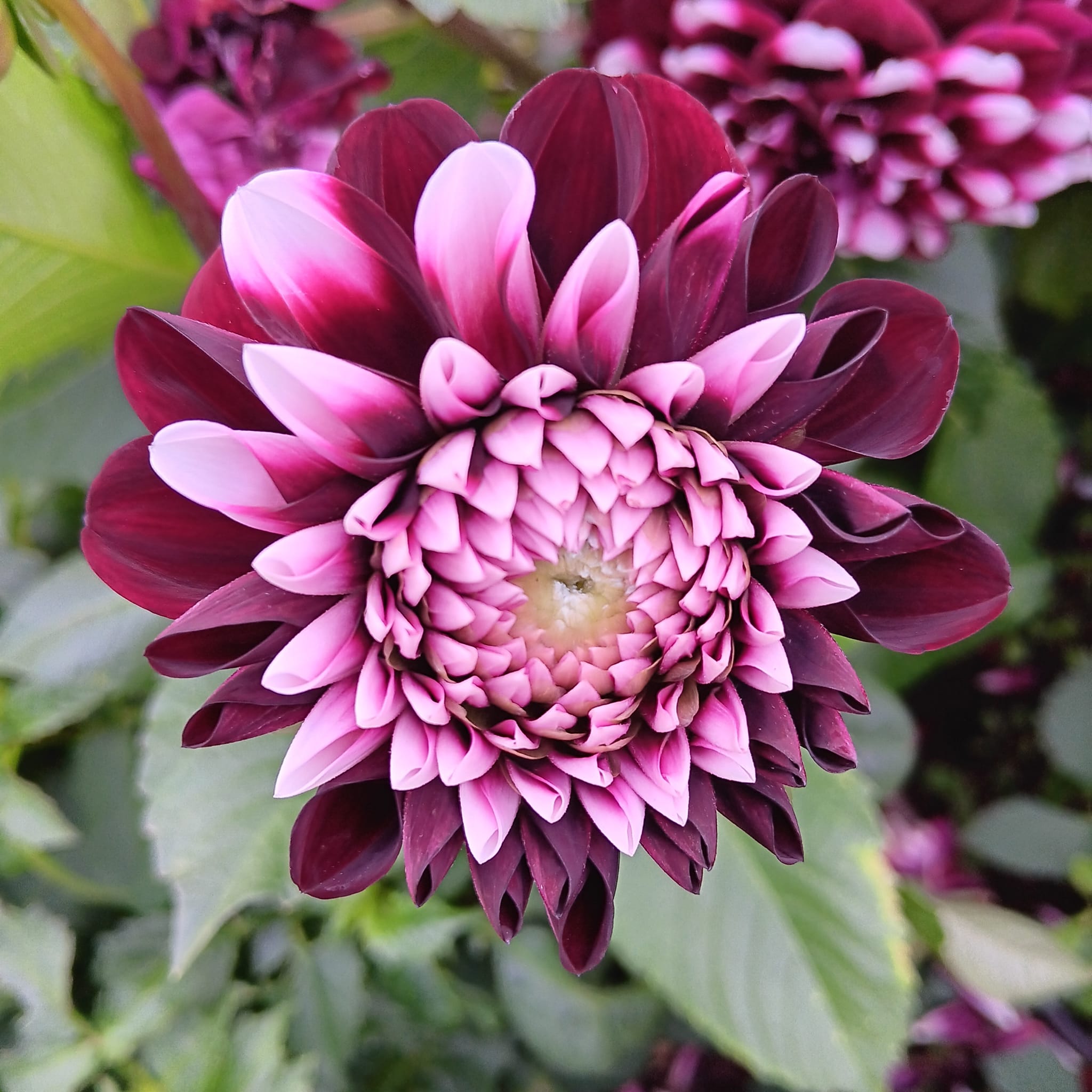 Sävar fröplant - Dahlia Chicken Legs Hapet Mystic "Bolldahlia"
