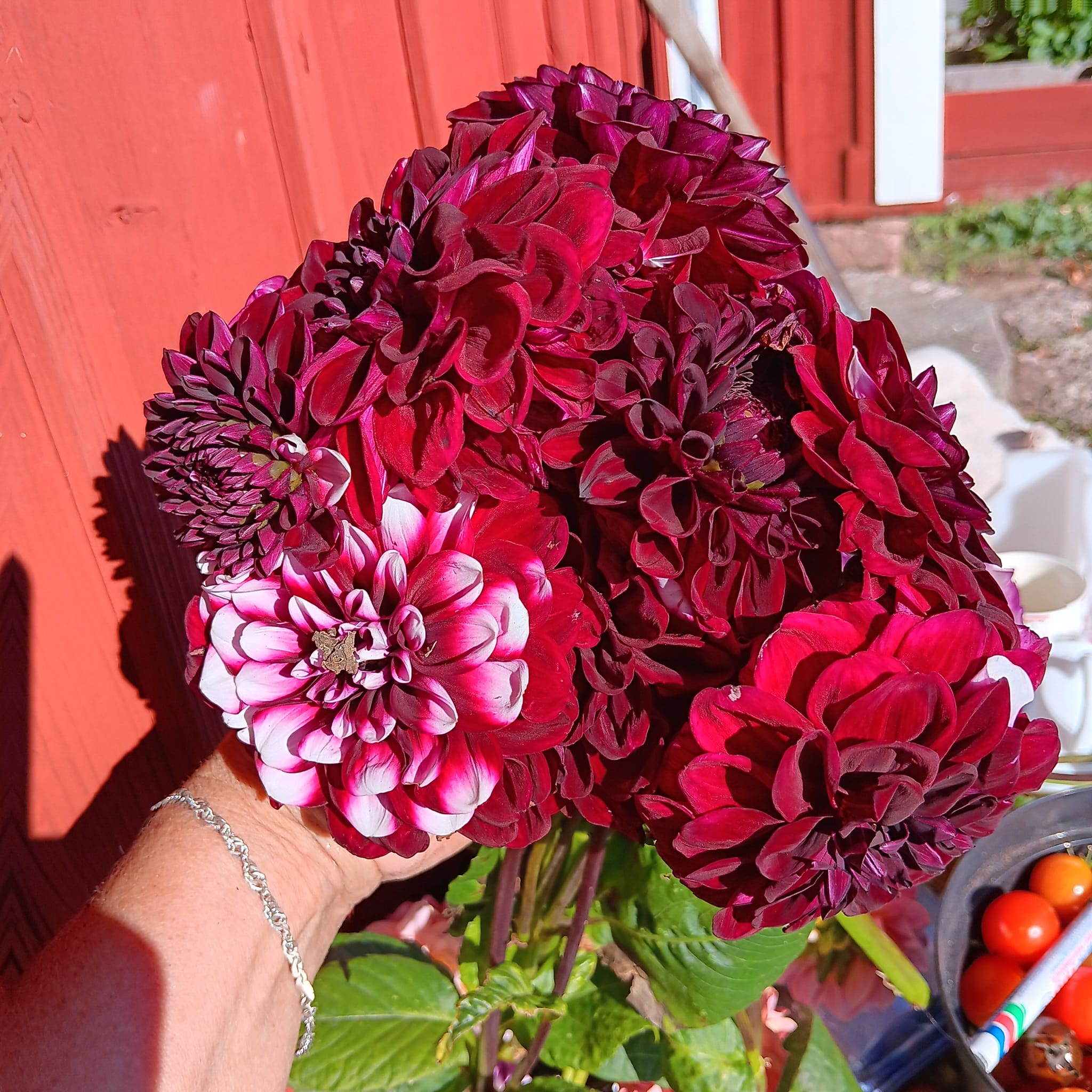 Sävar fröplant - Dahlia Chicken Legs Hapet Mystic "Bolldahlia"