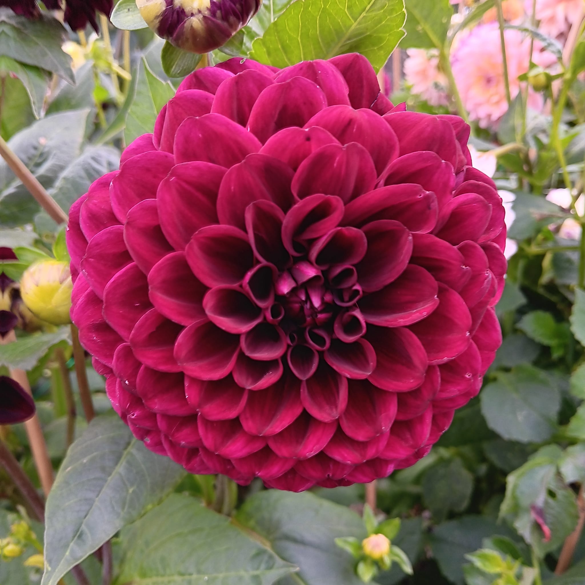 Sävar fröplant - Dahlia Chicken Legs Hapet Mystic "Bolldahlia"