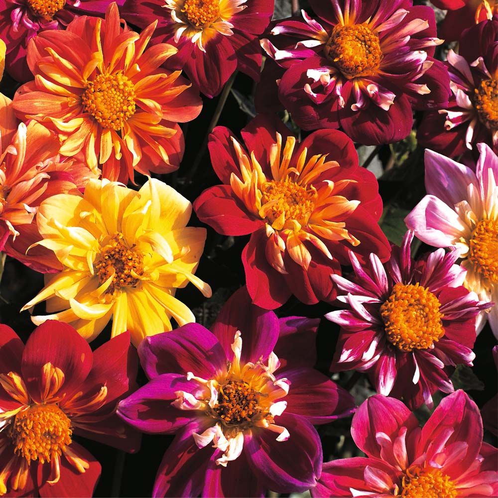 Sävar fröplant - dahlia collarette dandy