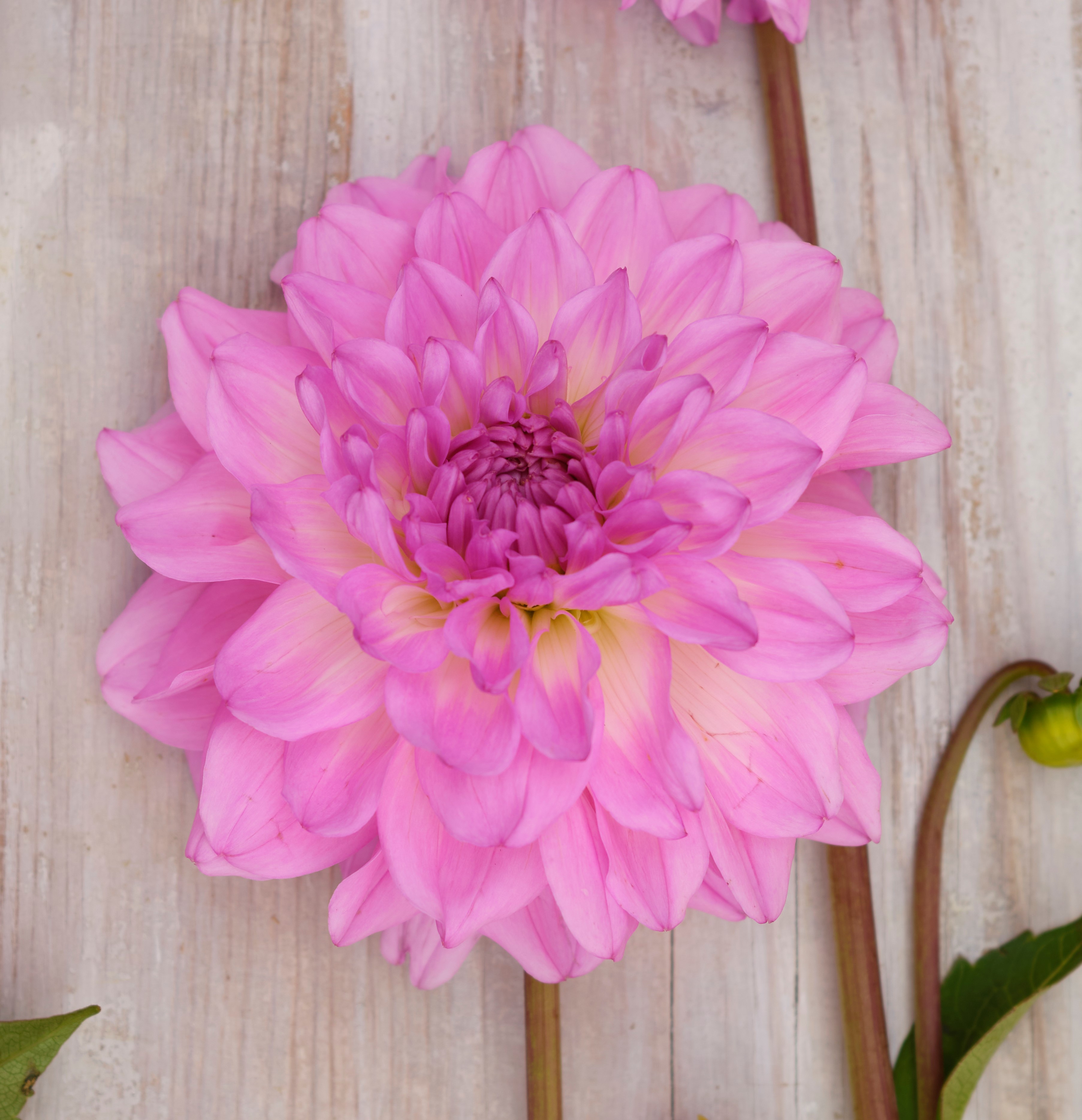 Sävar fröplant - Dahlia knöl Pink Ardour Boll