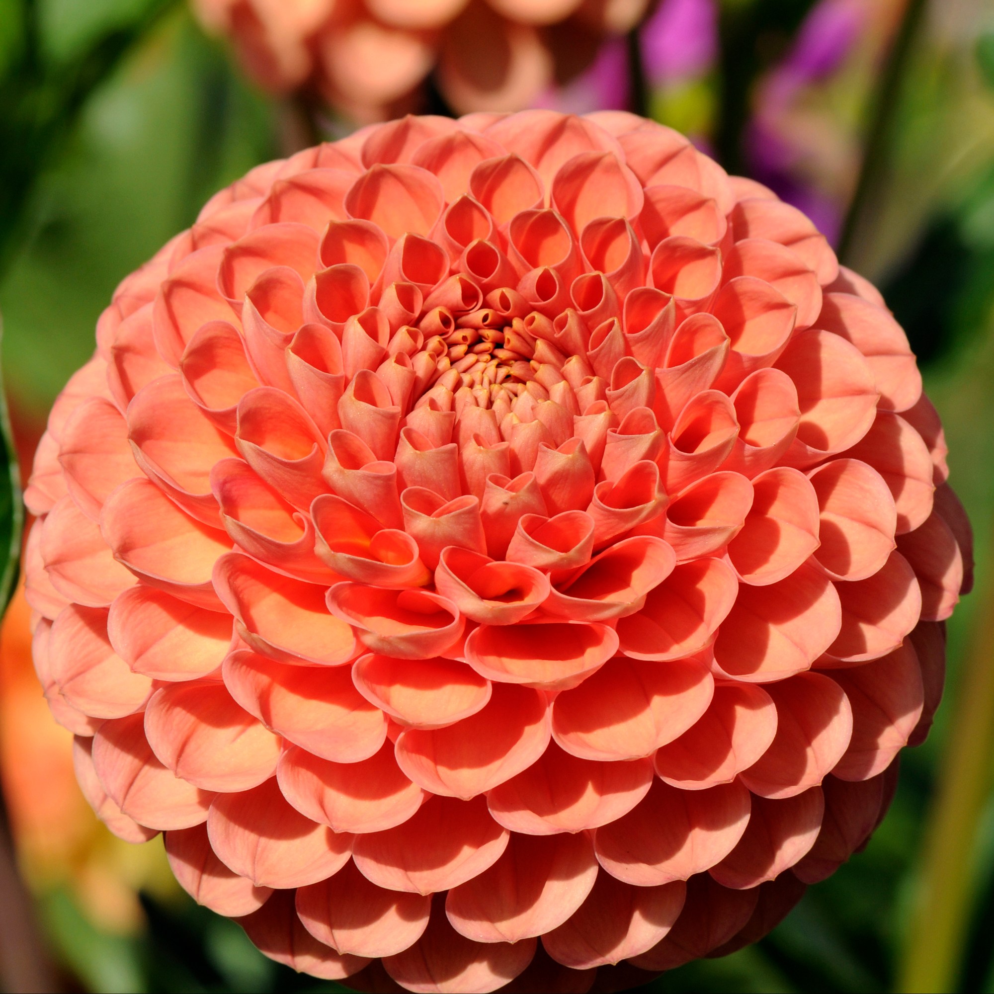 Sävar fröplant - Dahlia Chicken leg Hapet Amber "Bolldahlia"