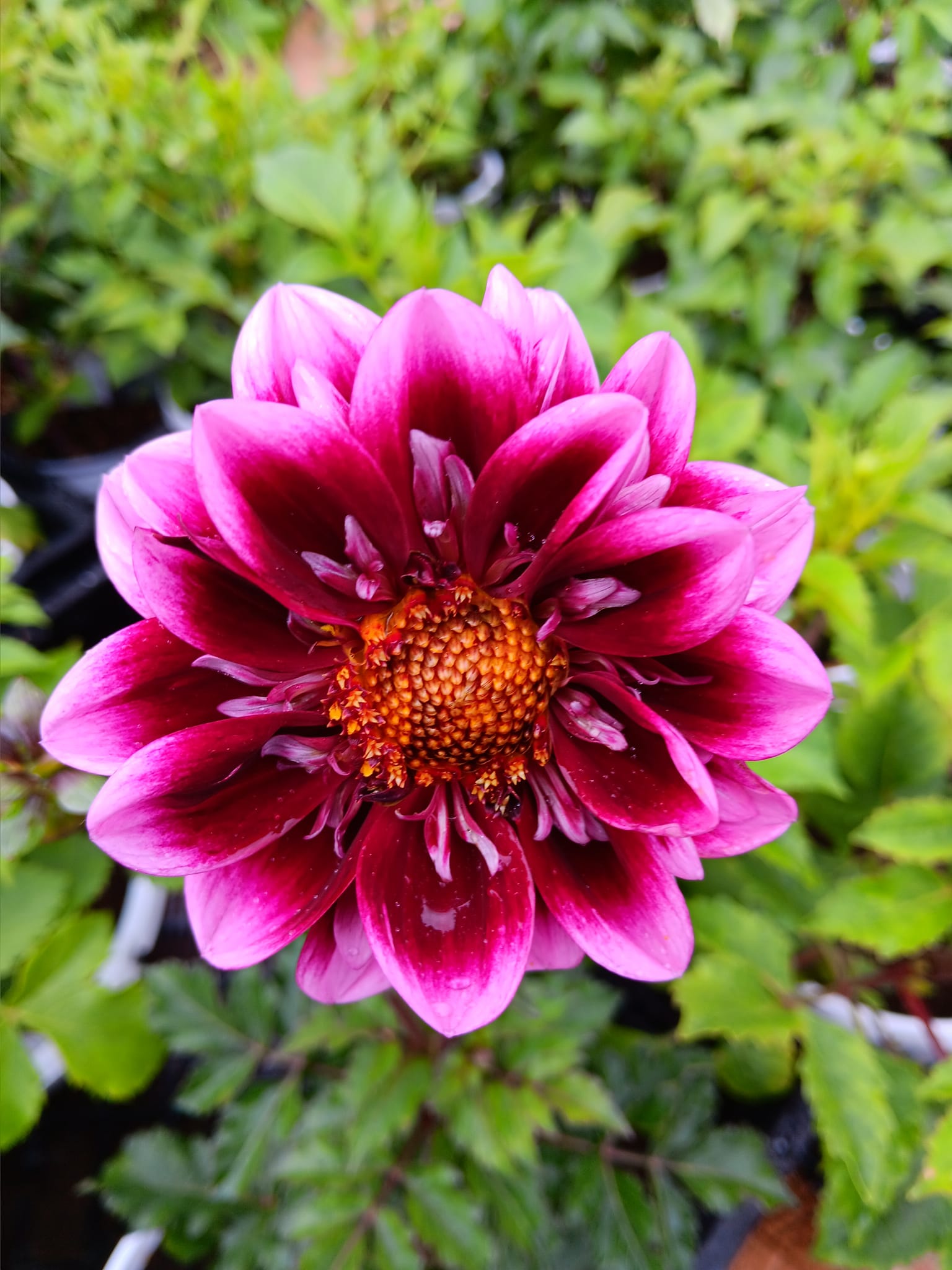 Sävar fröplant - xDahlia Liquid Desire Näckrosblommande Rotad stickling i Sverige