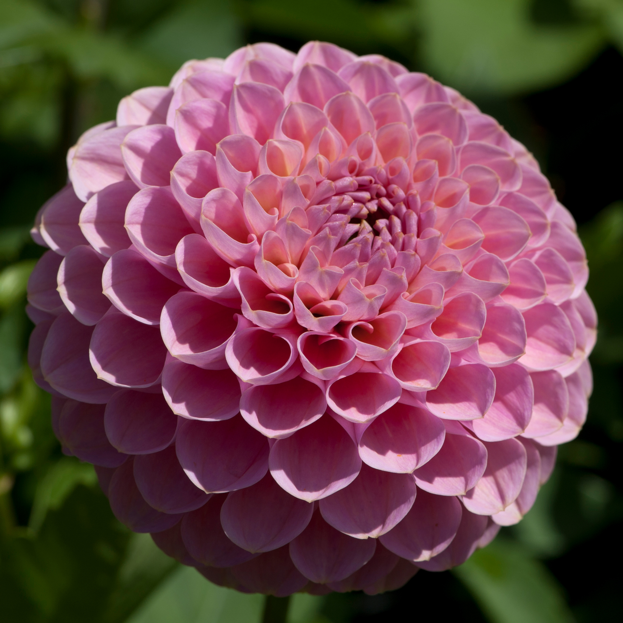 Sävar fröplant - xDahlia Rotad Stickling Hamari Rose "Bolldahlia"