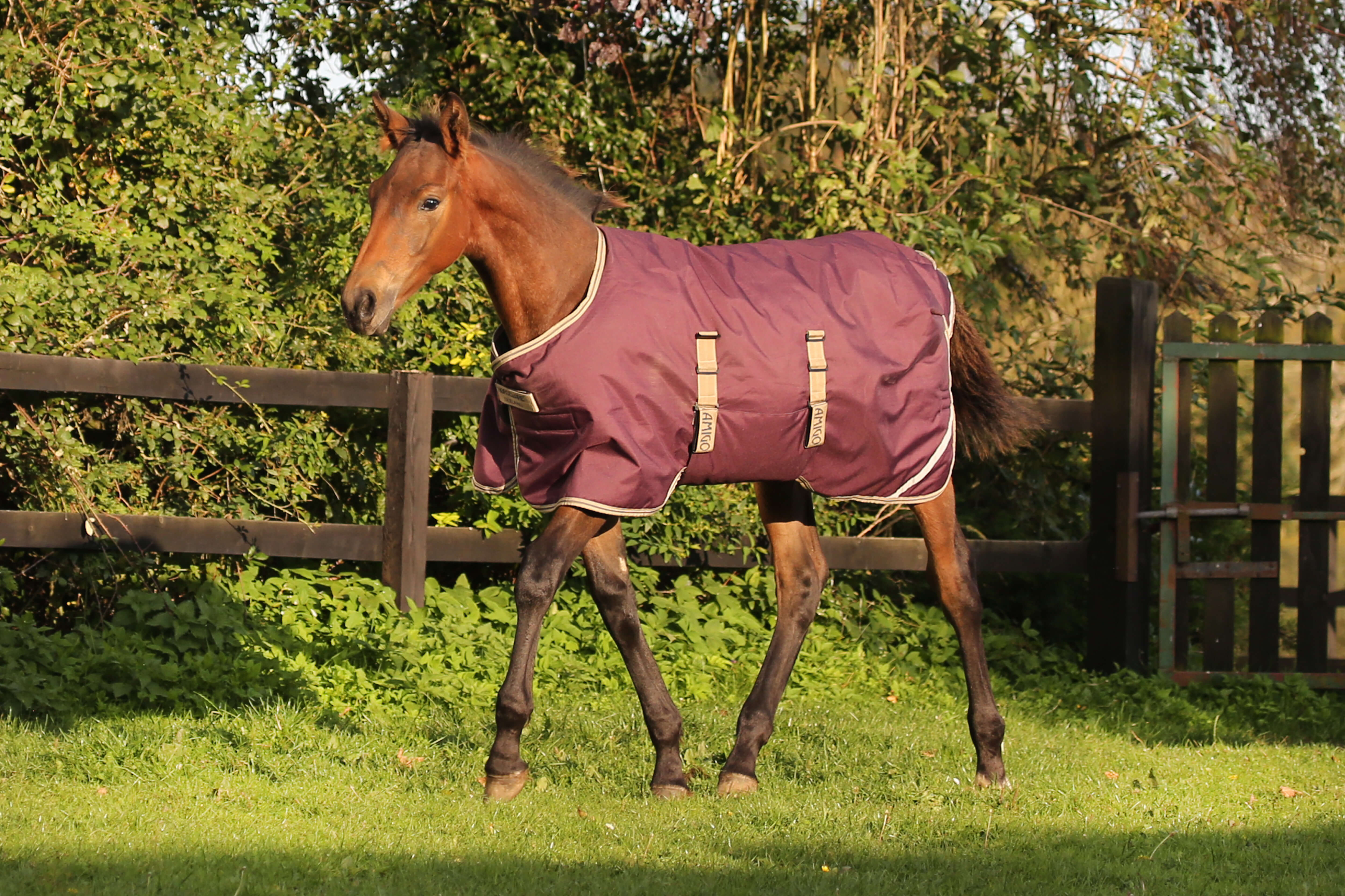 Horseware AMIGO FOAL RUG 200 gram ripstop fig - Ponny Pop