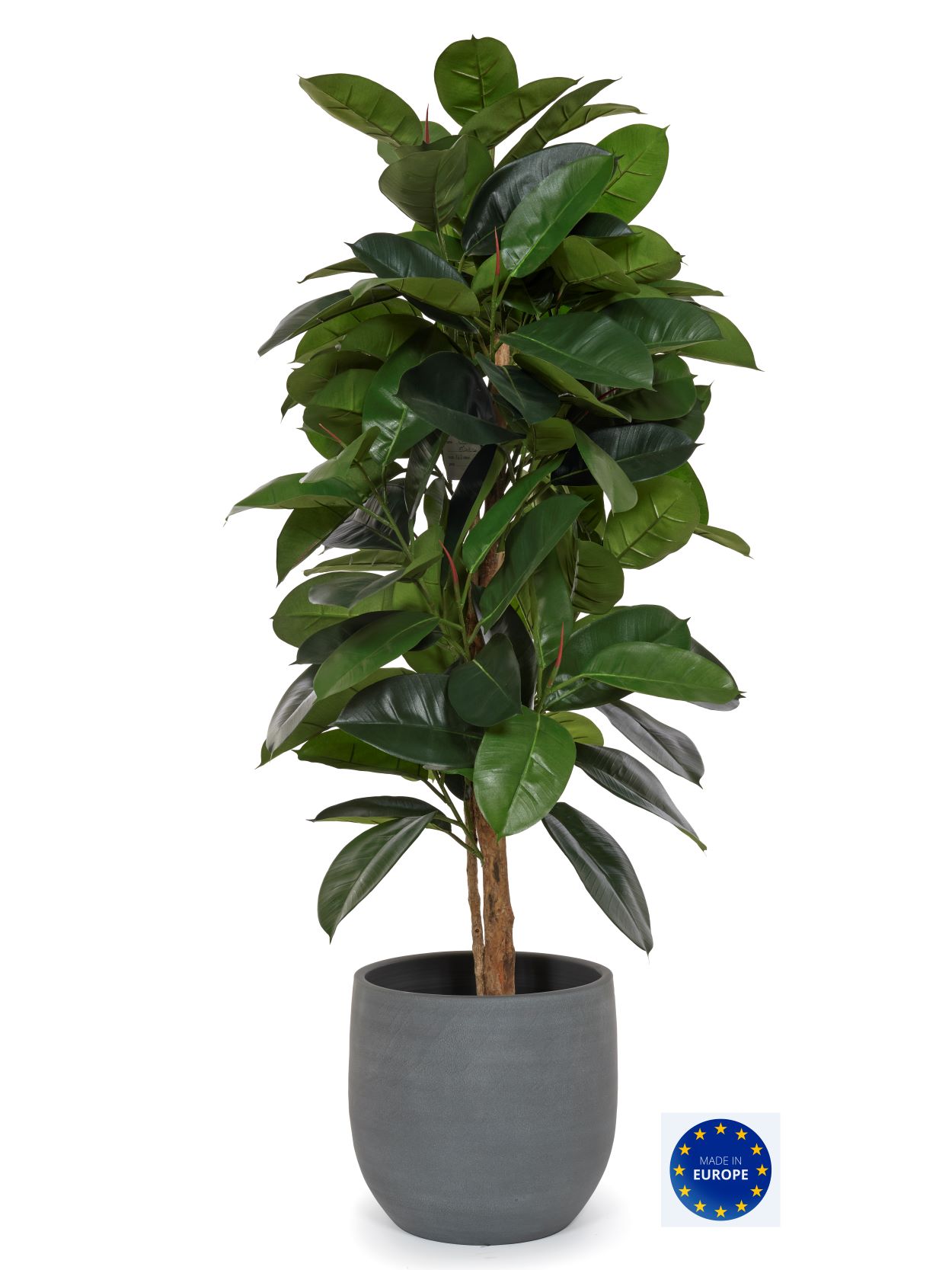 Ficus Elastica, Konstväxt