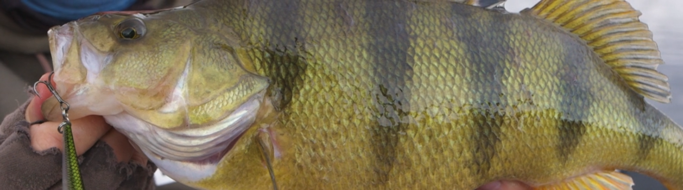 Abborre - Wittlock Sportfiske