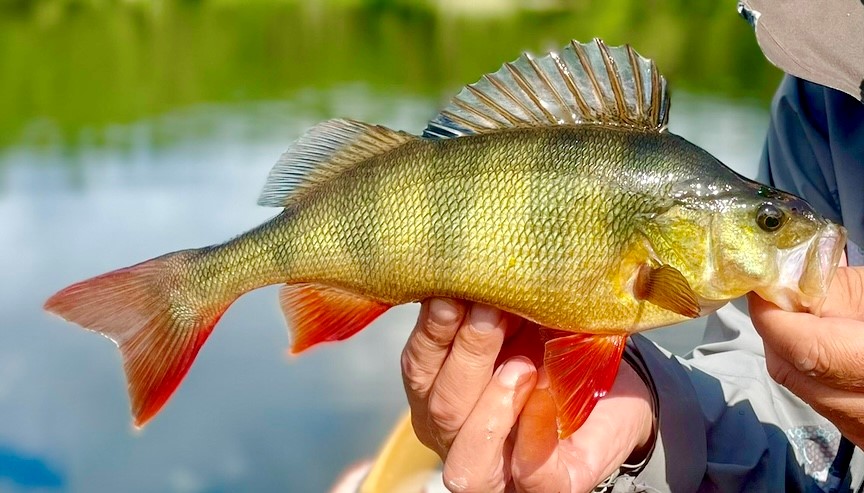 Abborre - Wittlock Sportfiske