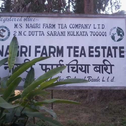 Grönt Darjeeling te från E-tea