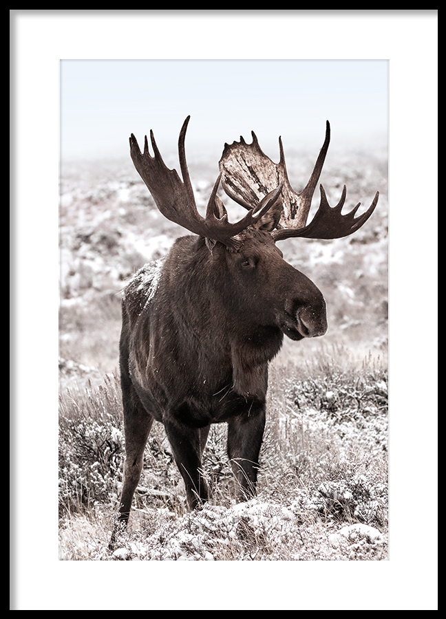Poster - Moose - | Canvasbutik.com