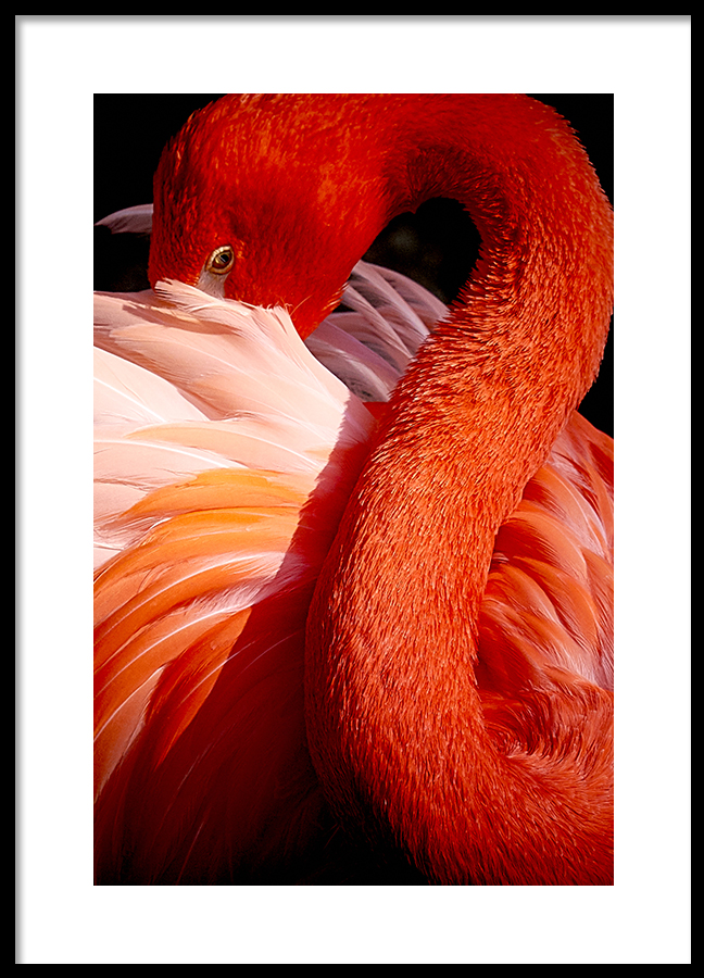 Poster - Red Swan - | Canvasbutik.com