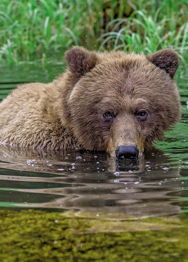 Poster - Strength - | Canvasbutik.com