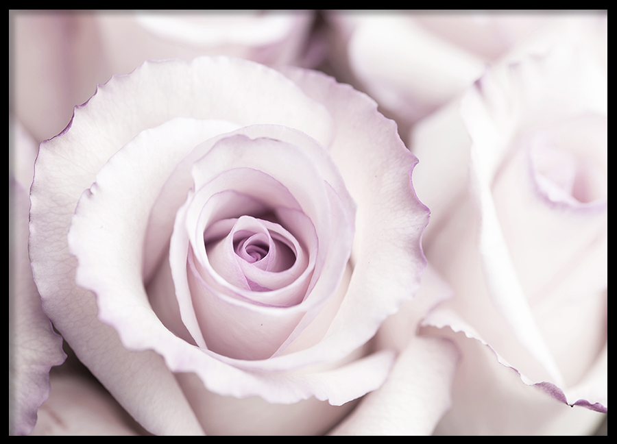 Plakat - Roses are Pink - | Canvasbutik.no