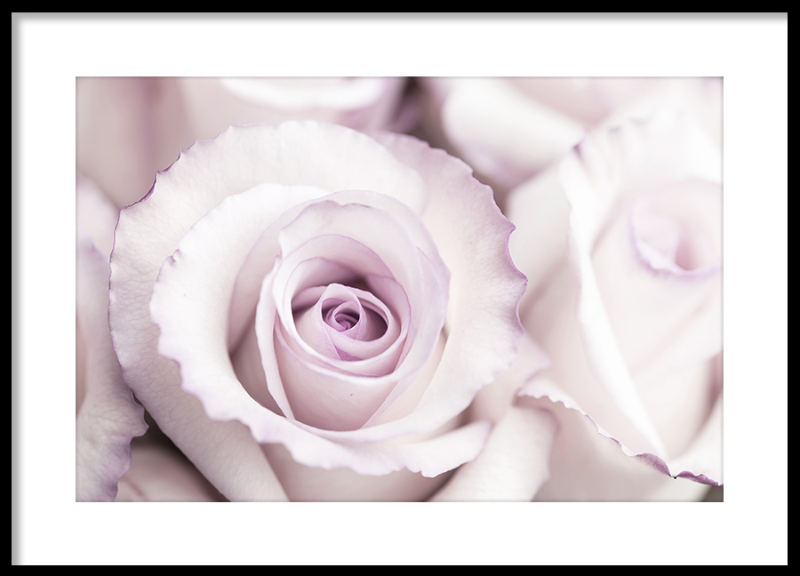 Plakat - Roses are Pink - | Canvasbutik.no
