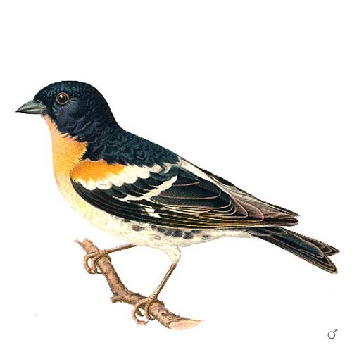 Brambling - Wildlife Garden Online