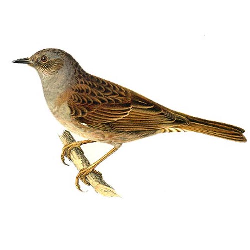 Dunnock - Wildlife Garden Online