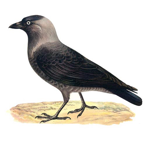 Kaja - Wildlife Garden Online