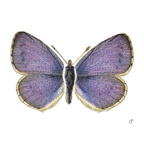 Holly Blue - Wildlife Garden Online