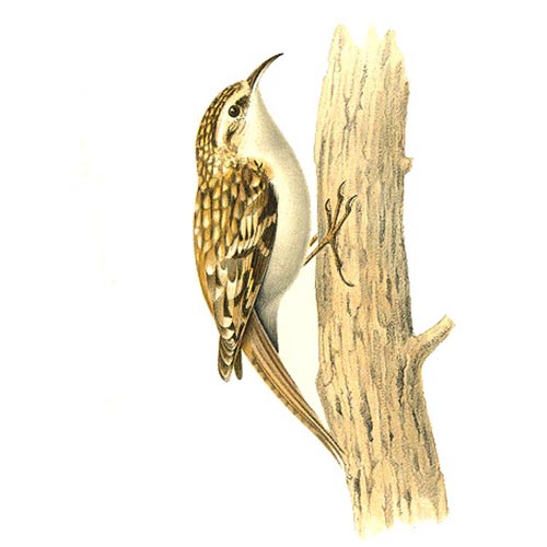 Common Treecreeper - Wildlife Garden Online
