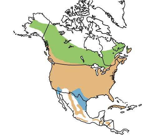Northern Flicker - Wildlife Garden Online