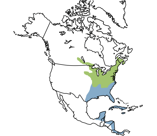 Scarlet tanager - Wildlife Garden Online