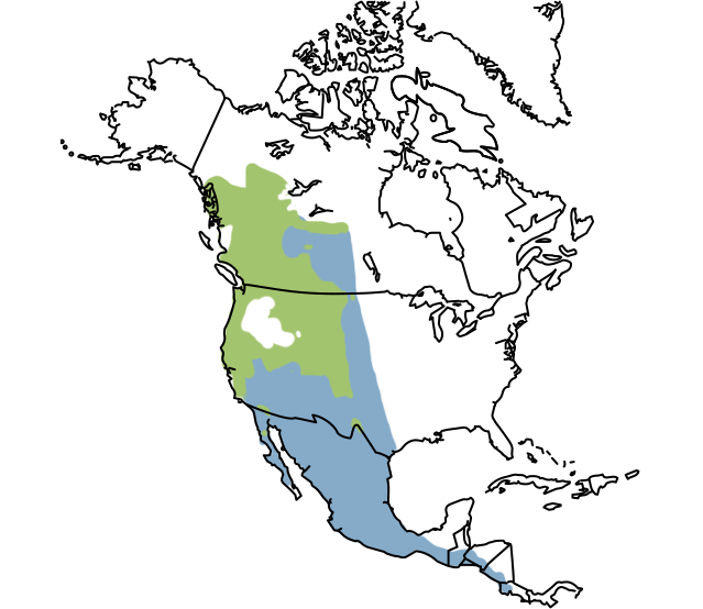 Western tanager - Wildlife Garden Online