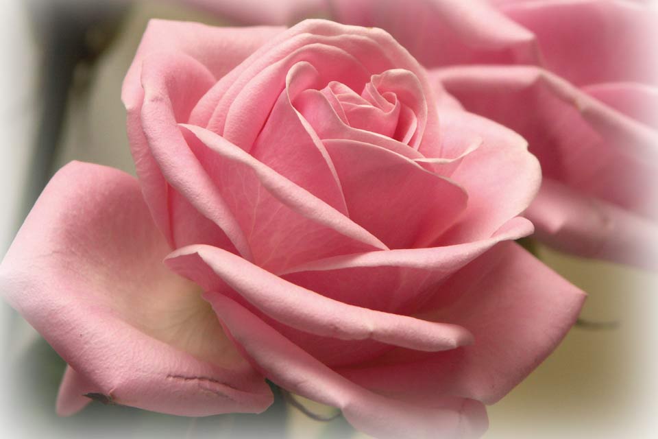 Rosa ros - Willefondens shop