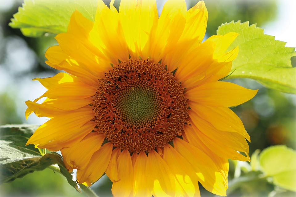 Solros - Willefondens shop