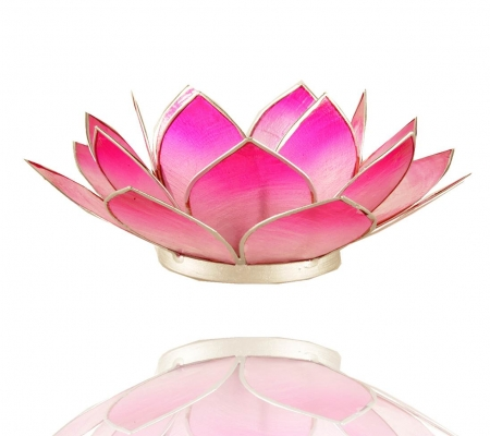 Stengarden.com - Lotuslyktan i snäckskal - Rosa