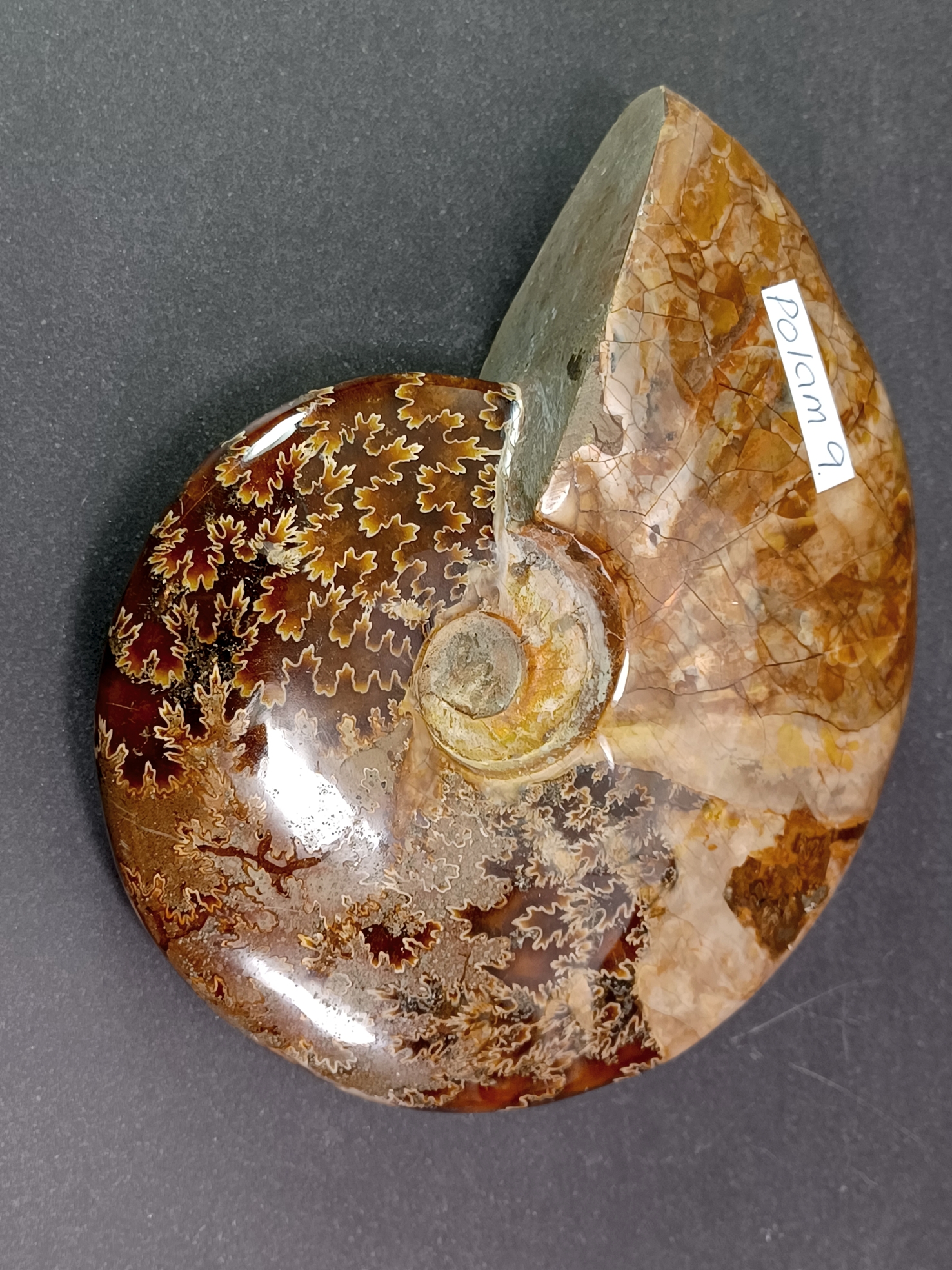 Stengarden.com - Polerad Ammonit - POLAM9