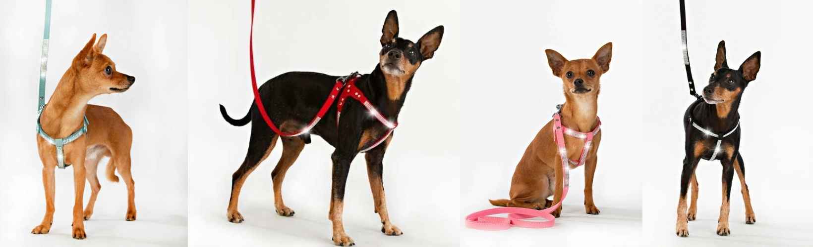 Hundsele Strass - SmartCat