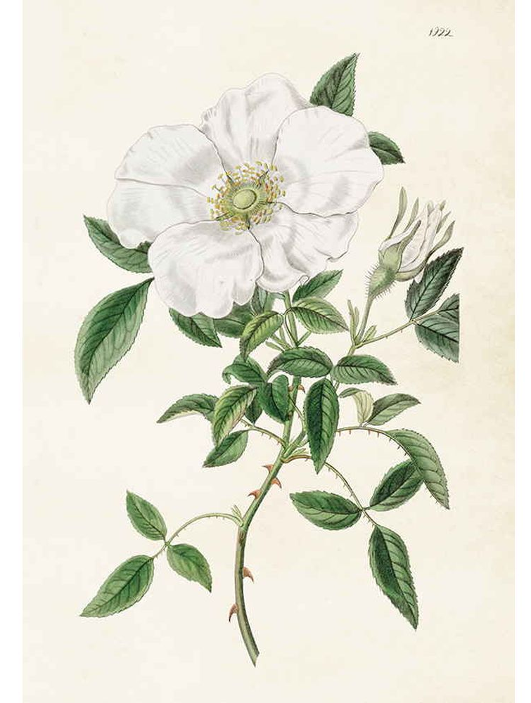 Gammaldags plansch skolplansch svenska växter Vit bondros shabby chic ...