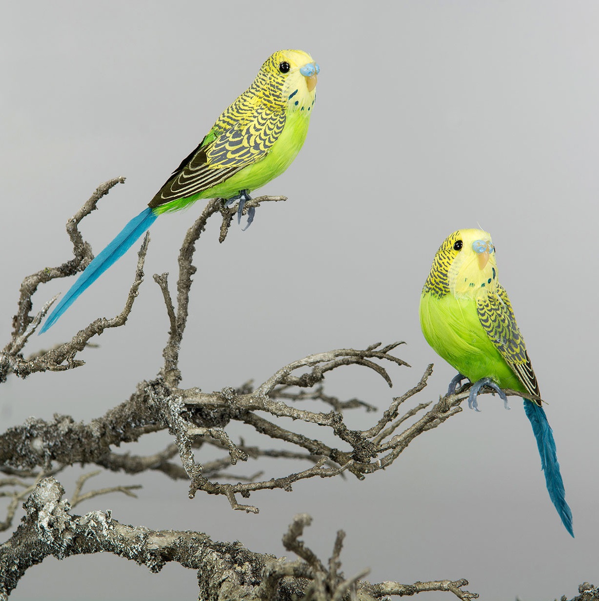 Undulat fågel shabby chic lantlig stil Gårdsromantik - www.gardsromantik.se