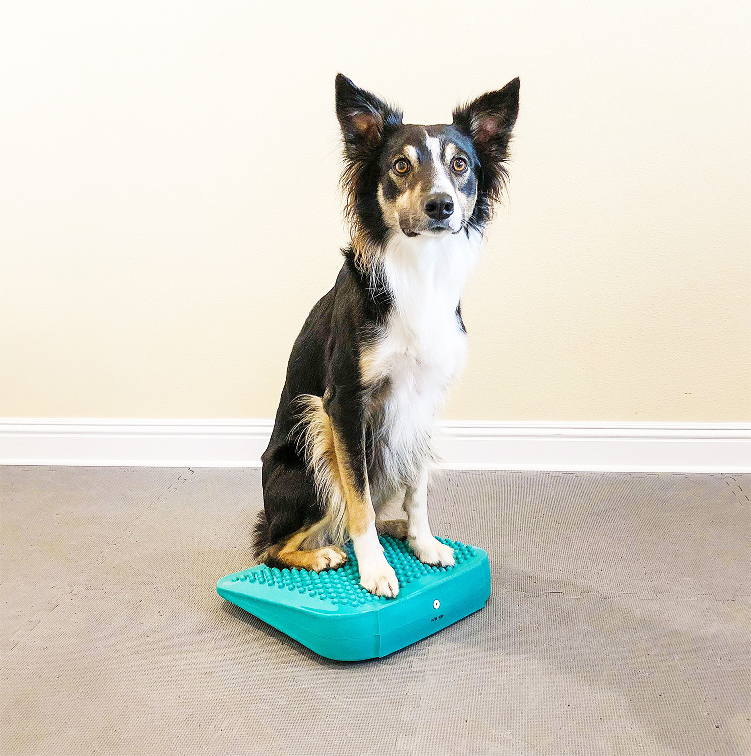 FitPAWS Dog Balance Ramp - Doggie-Zen